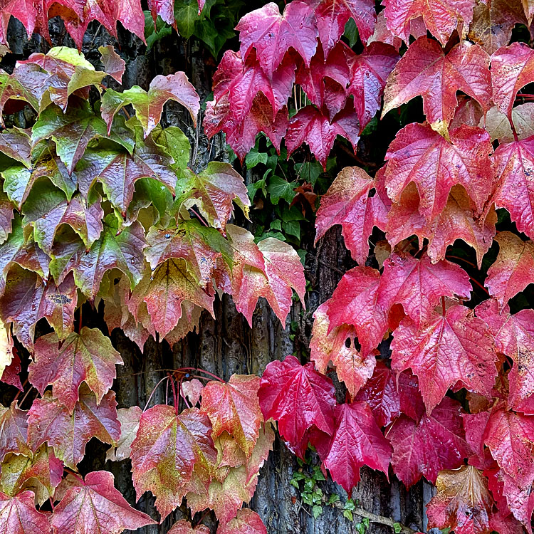 Autumn Ivy
